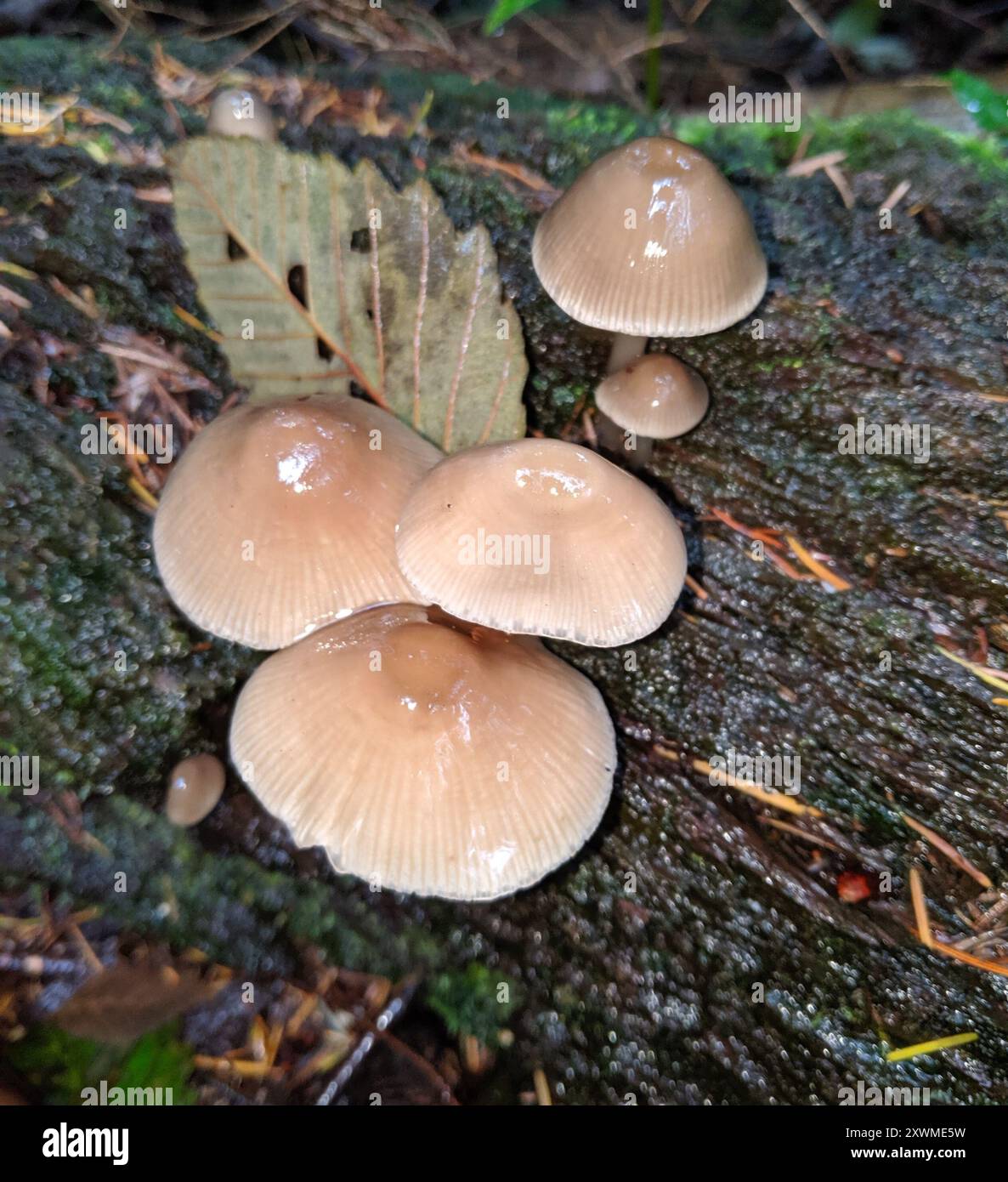 common bonnet (Mycena galericulata) Fungi Stock Photo - Alamy