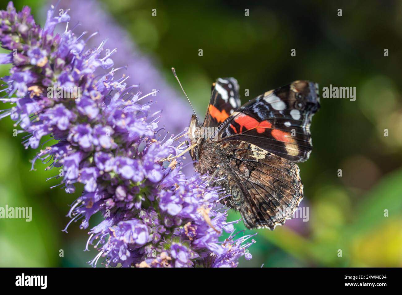 Red Admiral Butterfly (Vanessa atalanta) on Agastache 'Black Adder ...
