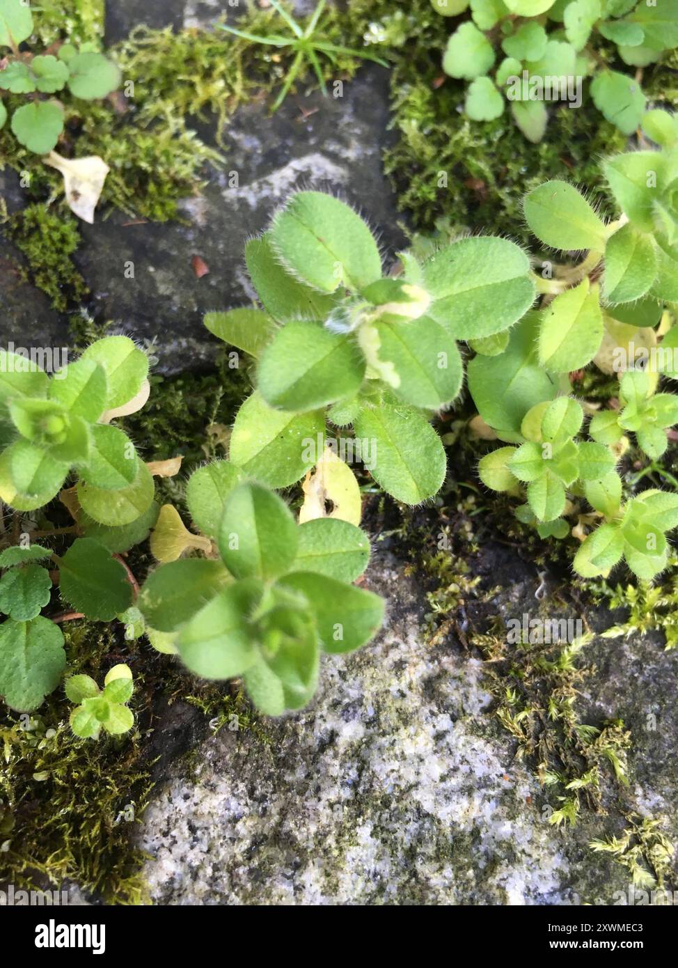 Sticky mouse-ear chickweed (Cerastium glomeratum) Plantae Stock Photo ...