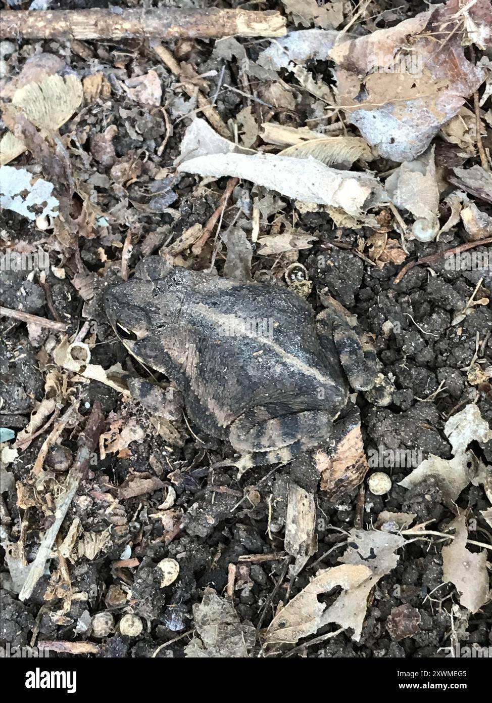 Gulf Coast Toad (Incilius nebulifer) Amphibia Stock Photo - Alamy
