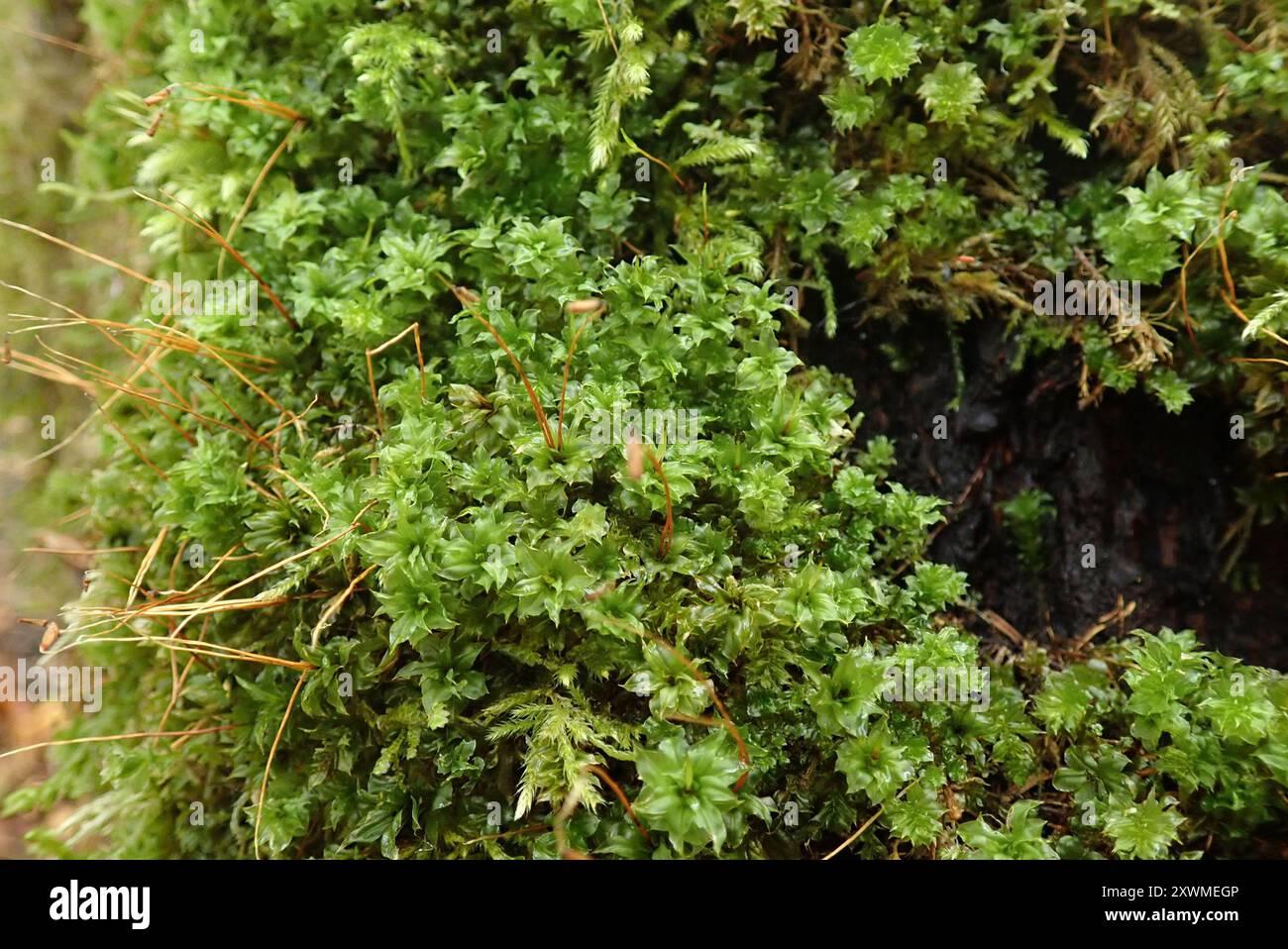 magnificent leafy moss (Plagiomnium venustum) Plantae Stock Photo - Alamy