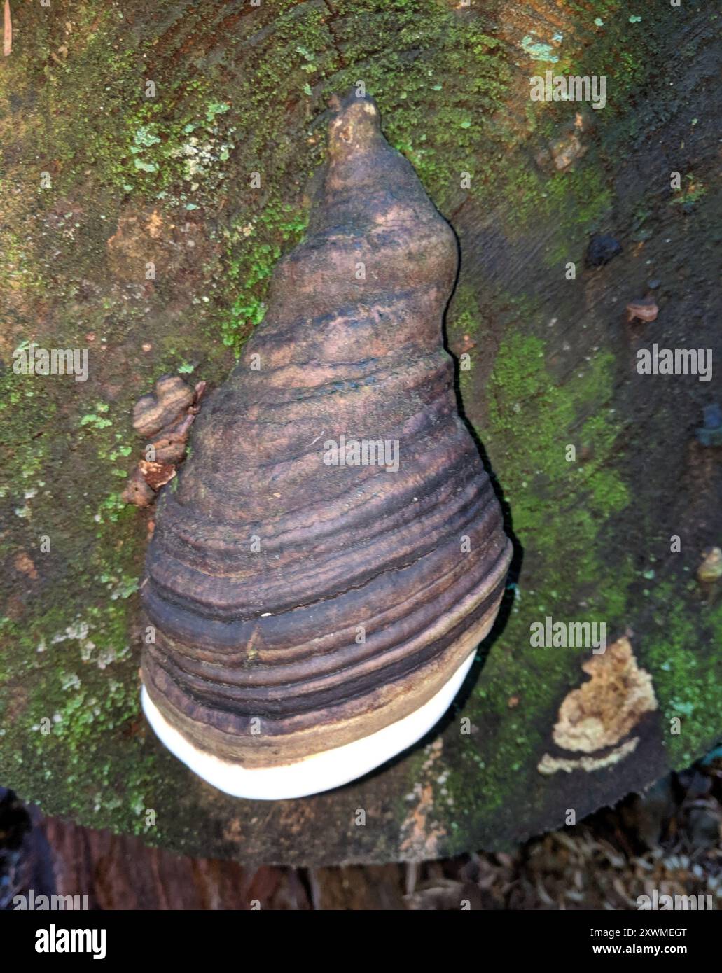 Hoof Fungus (Fomes fomentarius) Fungi Stock Photo - Alamy