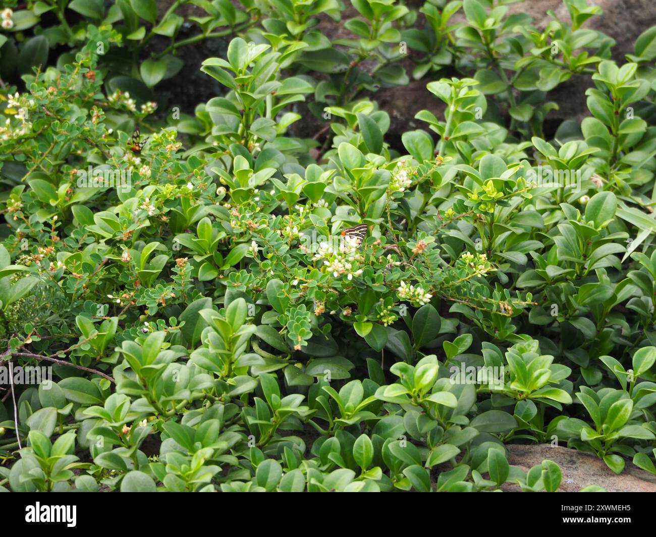 Lineate Supplejack (Berchemia lineata) Plantae Stock Photo - Alamy