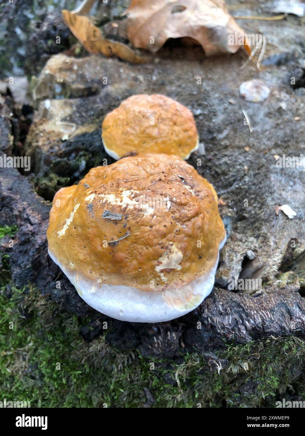Red-banded Polypore (Fomitopsis pinicola) Fungi Stock Photo - Alamy