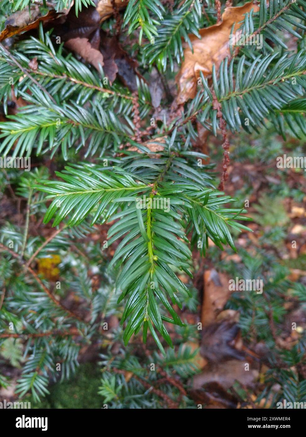 common yew (Taxus baccata) Plantae Stock Photo - Alamy