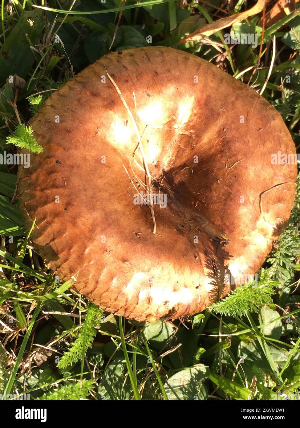 Brown Roll-Rim (Paxillus involutus) Fungi Stock Photo - Alamy