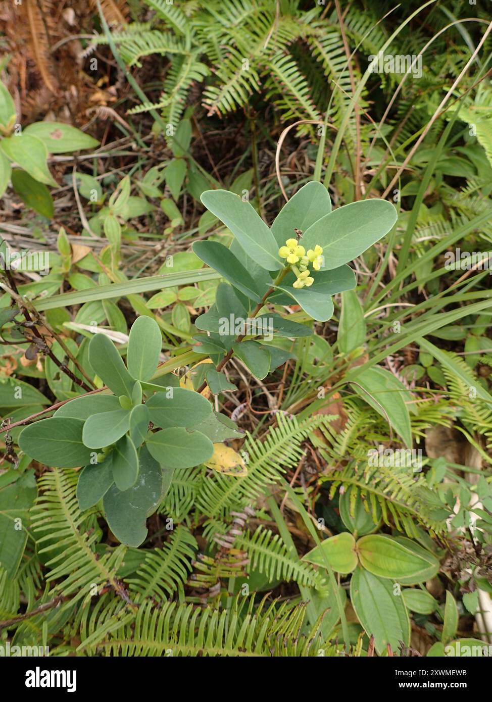 Bootlace Plant (Wikstroemia indica) Plantae Stock Photo - Alamy