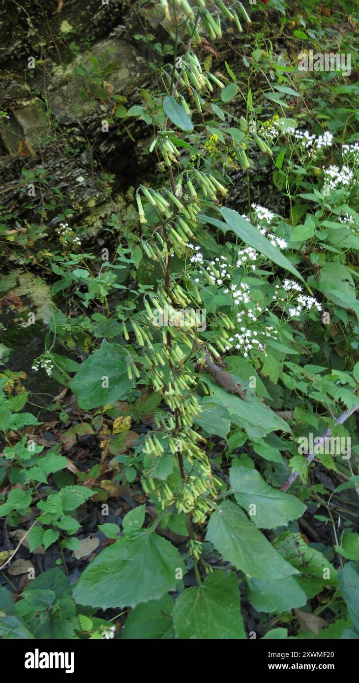 tall rattlesnake root (Nabalus altissimus) Plantae Stock Photo - Alamy