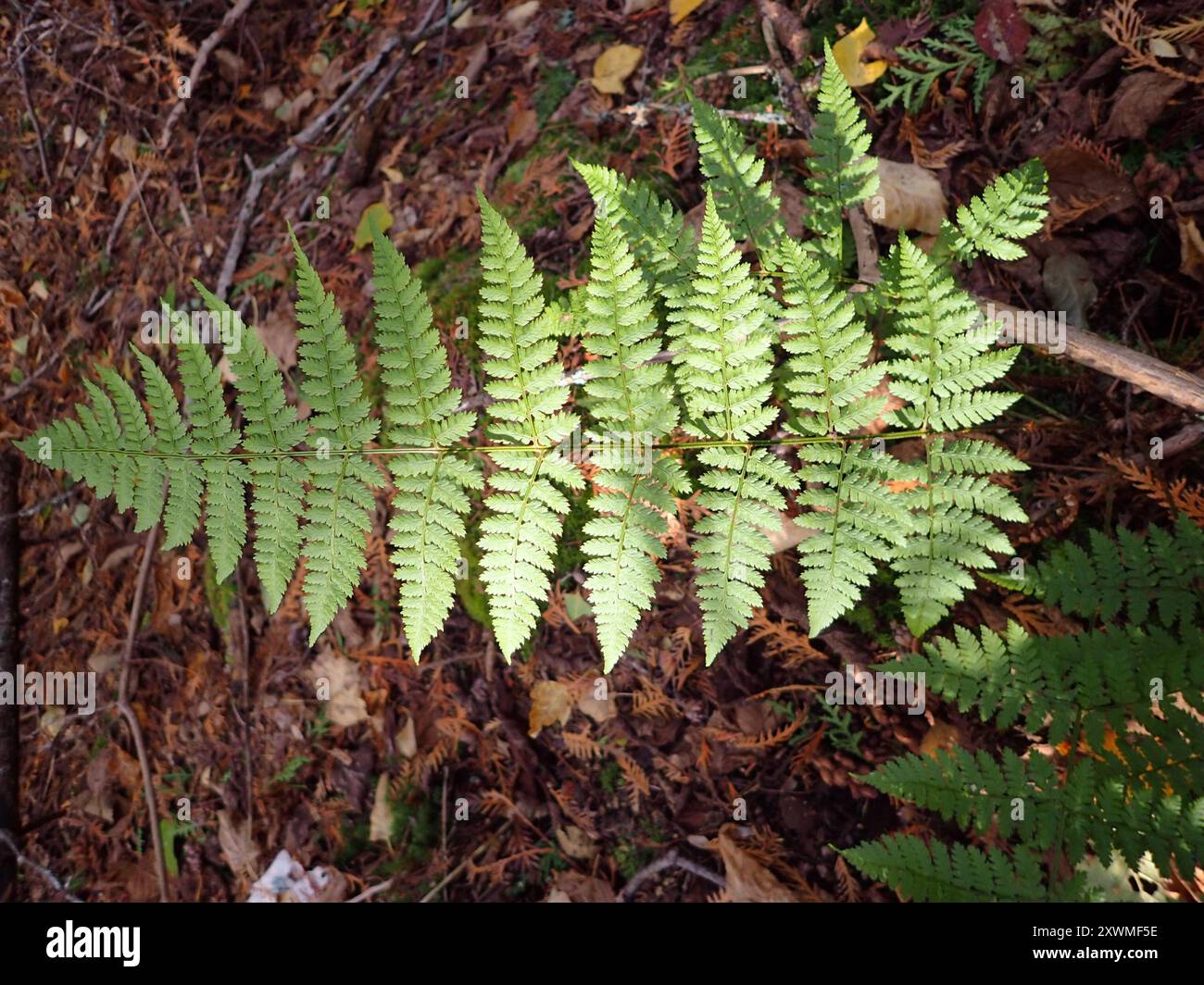 spinulose wood fern (Dryopteris carthusiana) Plantae Stock Photo - Alamy