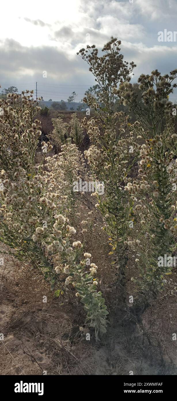 Telegraphweed (Heterotheca grandiflora) Plantae Stock Photo - Alamy