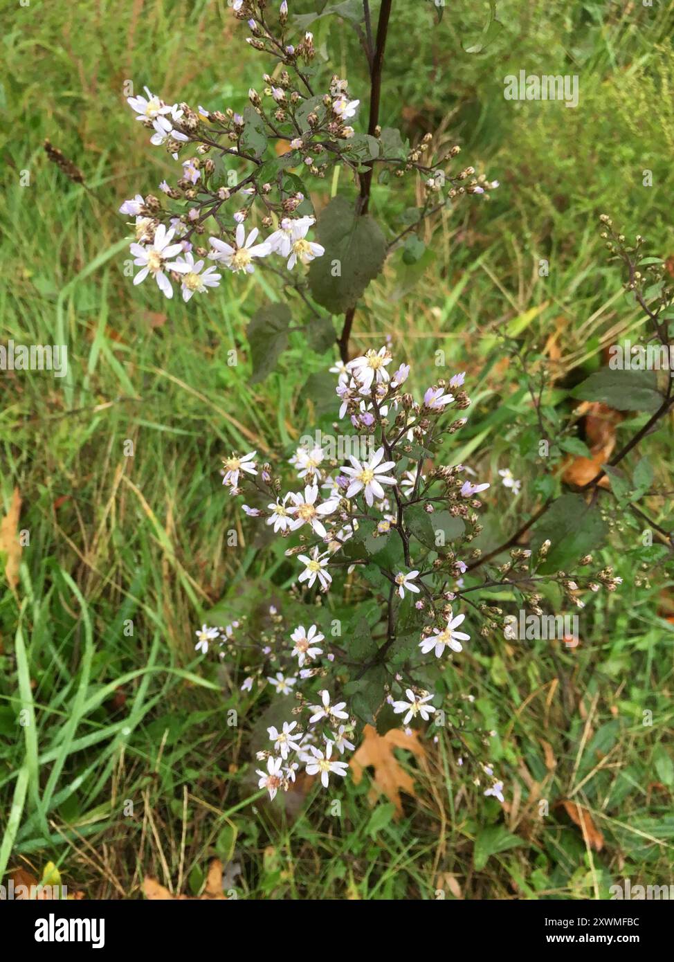 Common Blue Wood Aster (Symphyotrichum cordifolium) Plantae Stock Photo ...