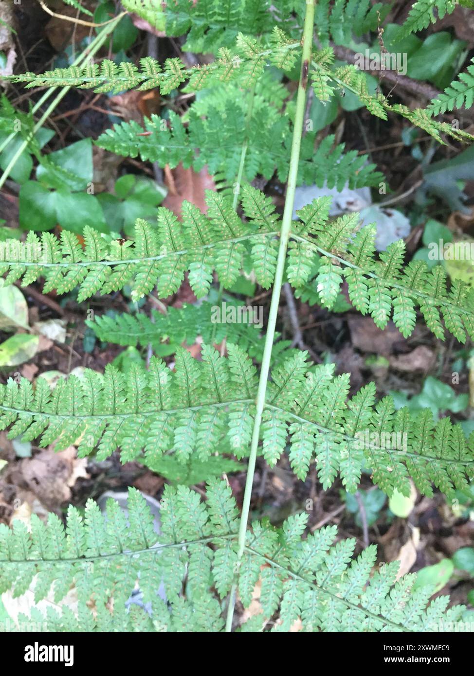 intermediate wood fern (Dryopteris intermedia) Plantae Stock Photo - Alamy
