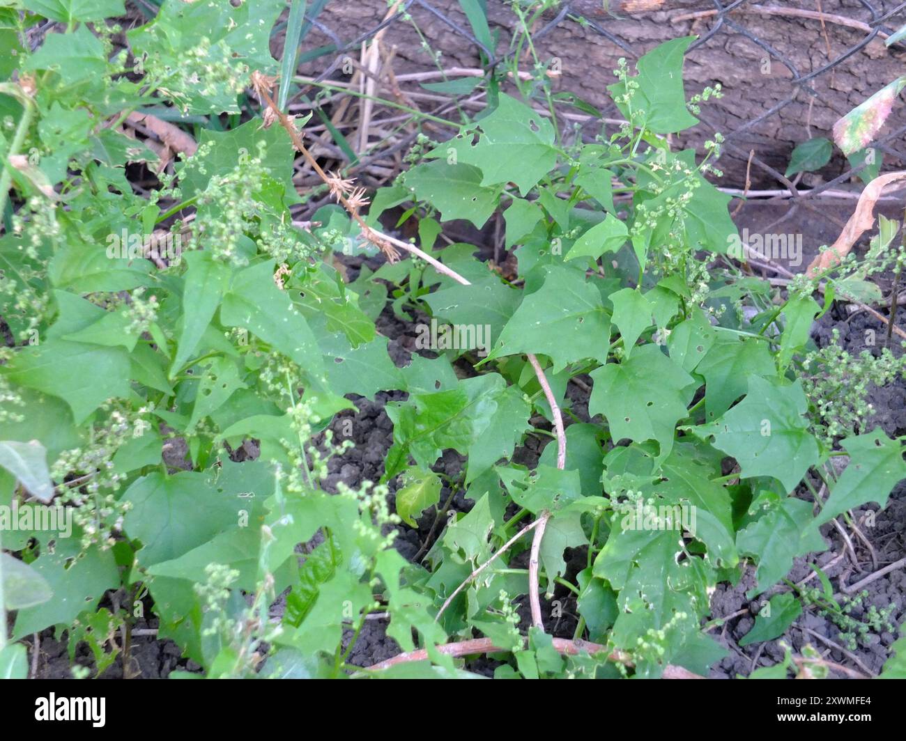 Eurasian maple-leaved goosefoot (Chenopodiastrum hybridum) Plantae ...