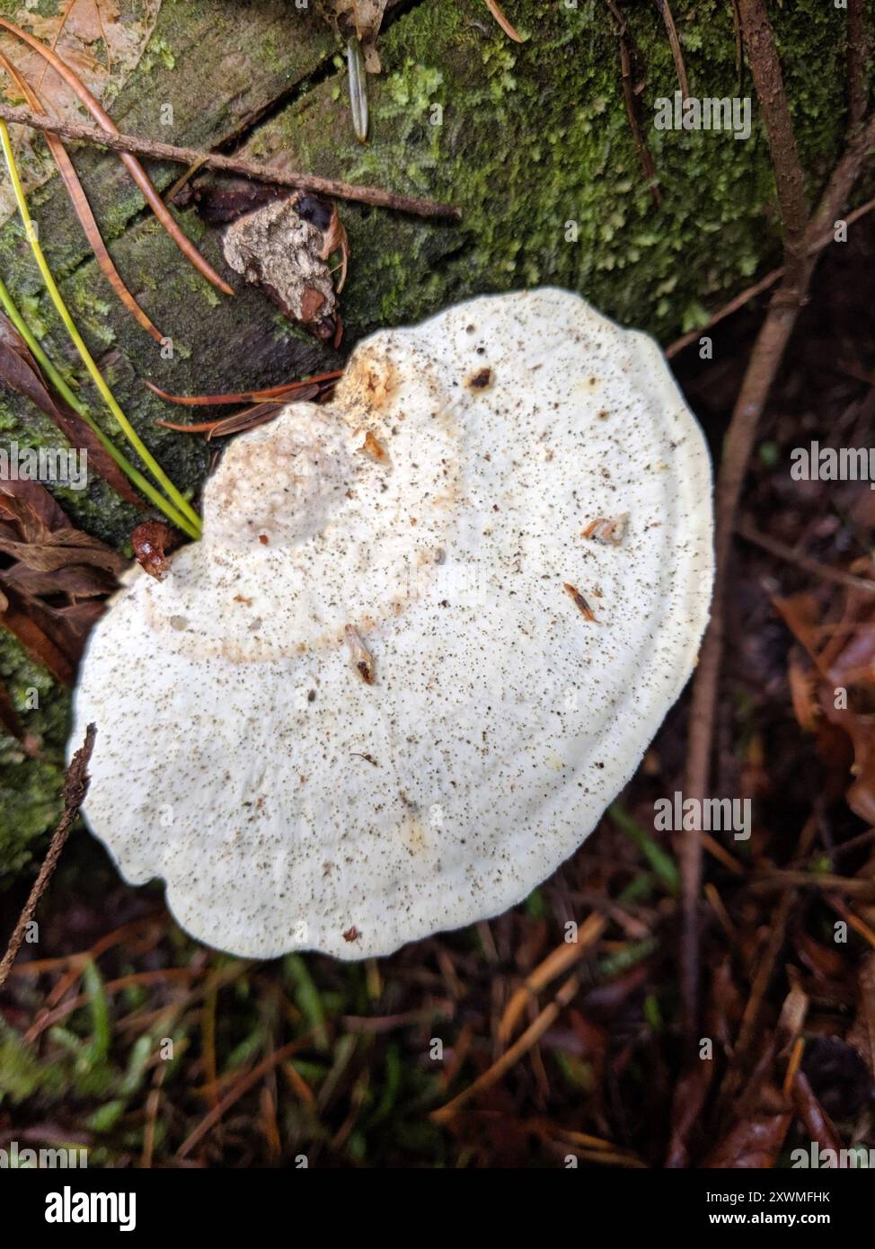 shelf fungi (Polyporales) Fungi Stock Photo - Alamy