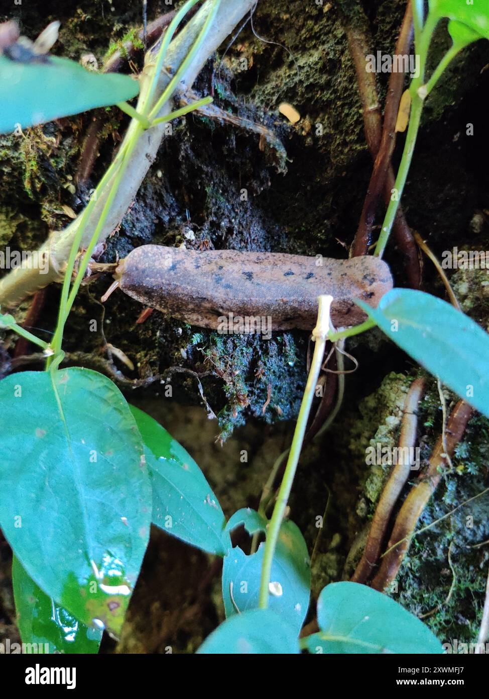 Cuban Leaf Slug (Veronicella cubensis) Mollusca Stock Photo - Alamy