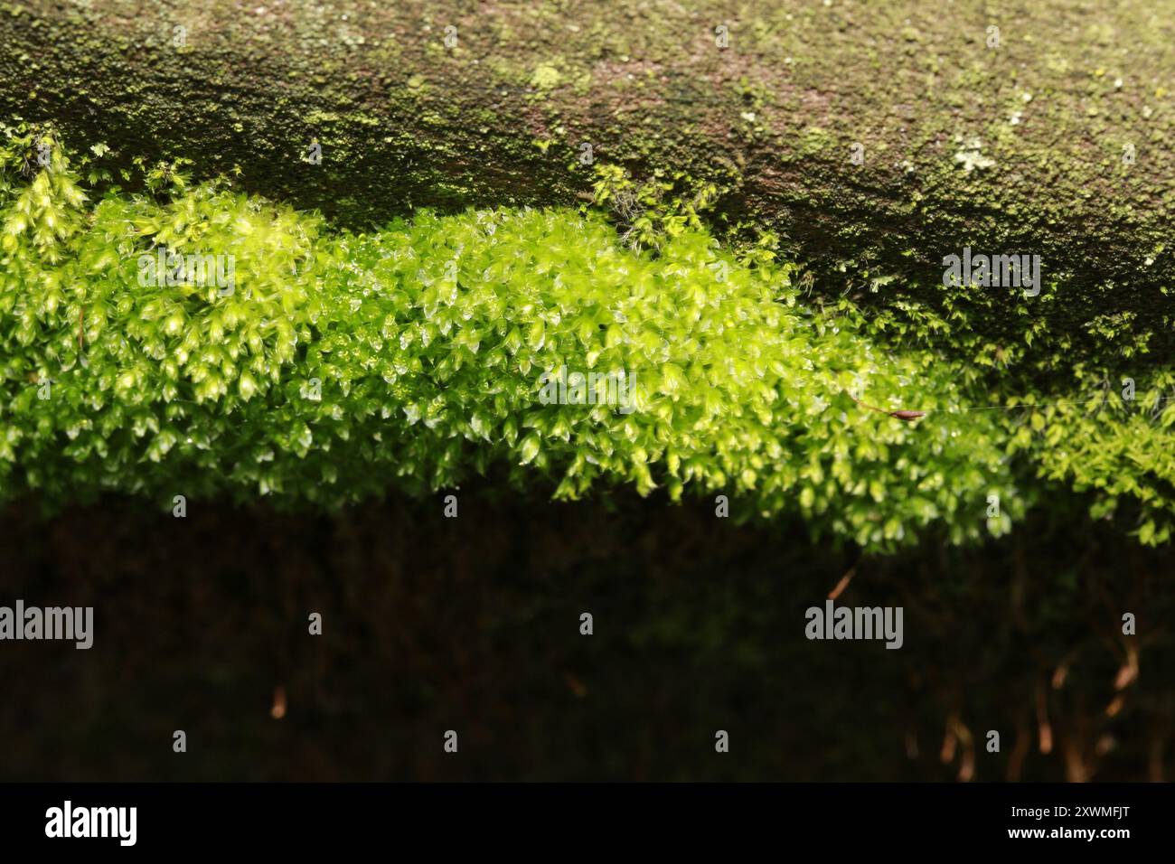 Capillary Thread-moss (Ptychostomum capillare) Plantae Stock Photo - Alamy