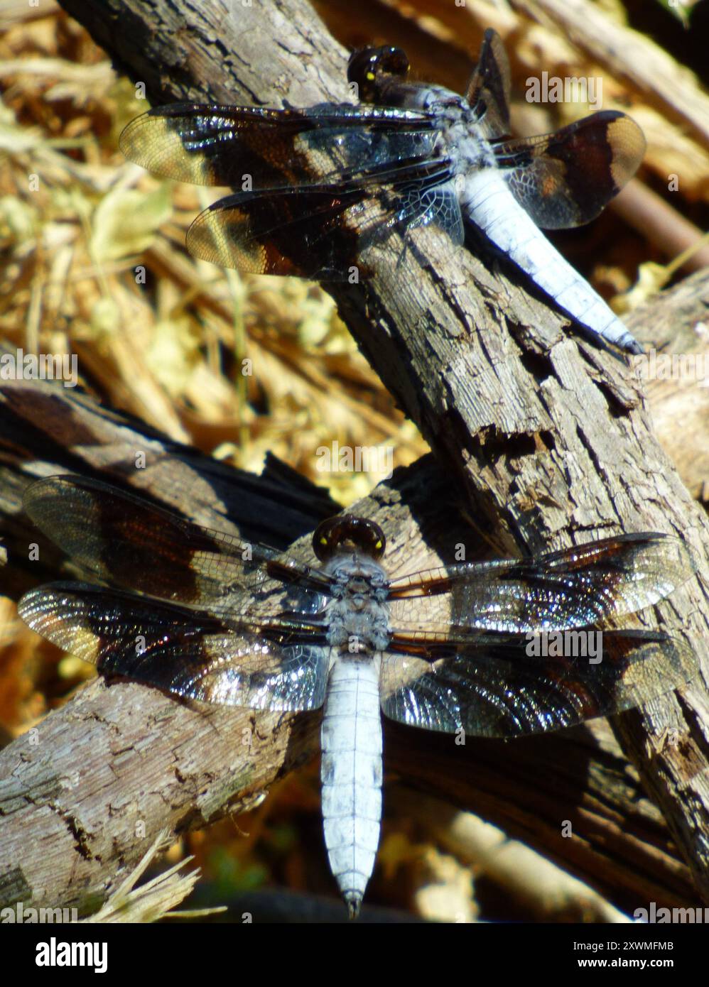 Common Whitetail (Plathemis lydia) Insecta Stock Photo - Alamy