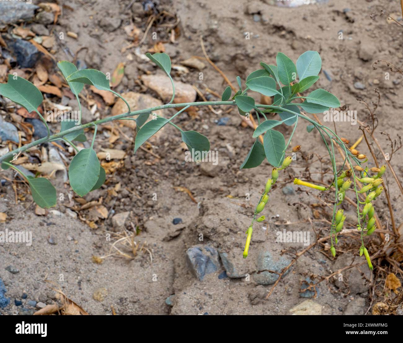 tree tobacco (Nicotiana glauca) Plantae Stock Photo - Alamy