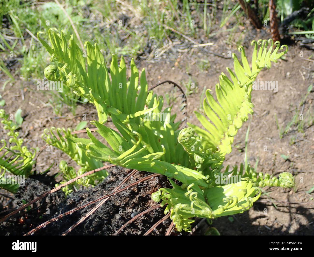 Leathery Hard Fern (Lomariocycas tabularis) Plantae Stock Photo - Alamy