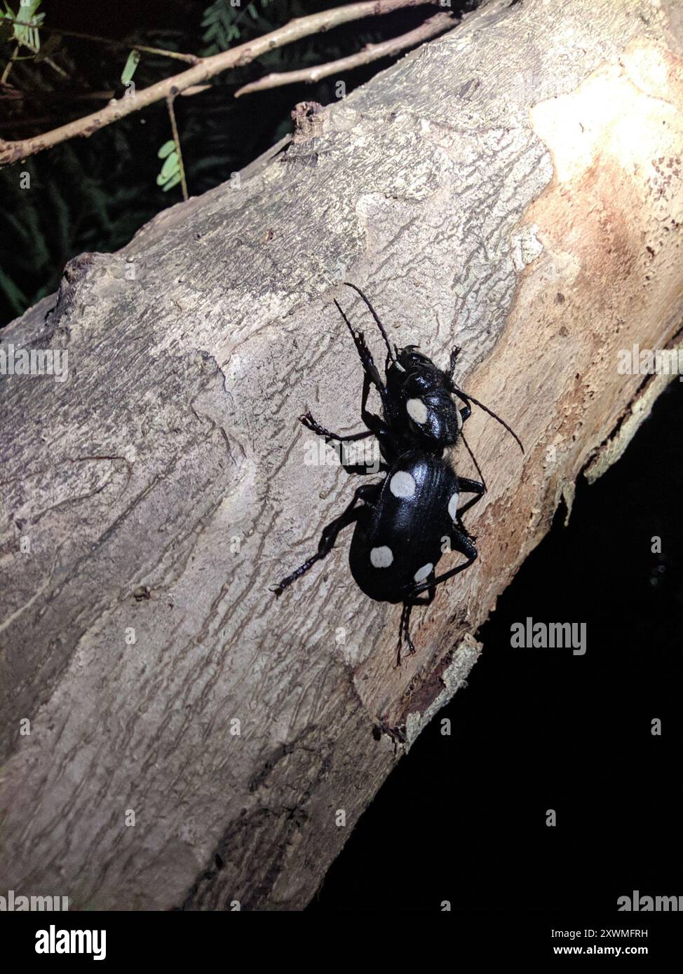 Anthia sexguttata hi-res stock photography and images - Alamy