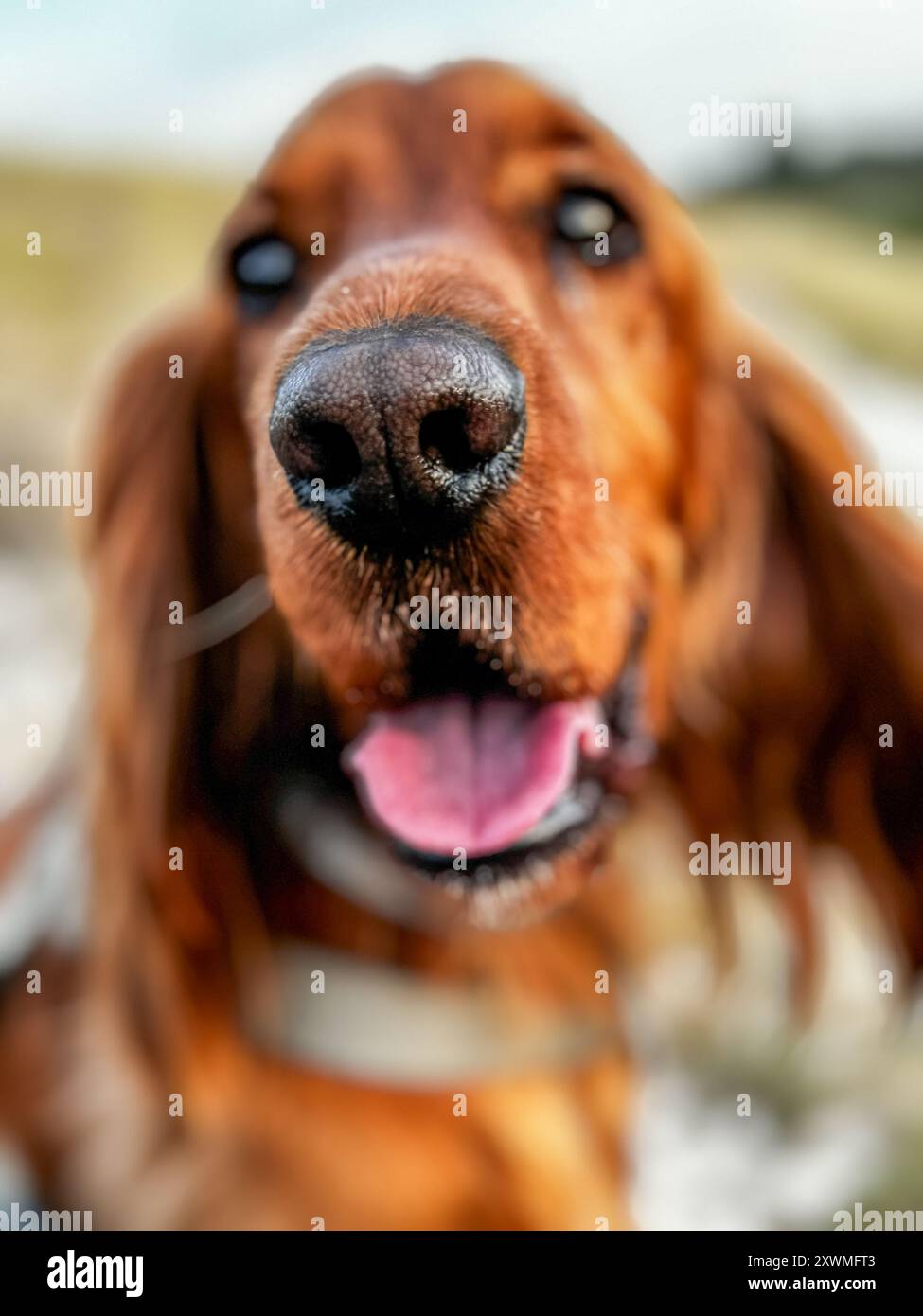 Cocker spaniel face nad nose macro Stock Photo - Alamy