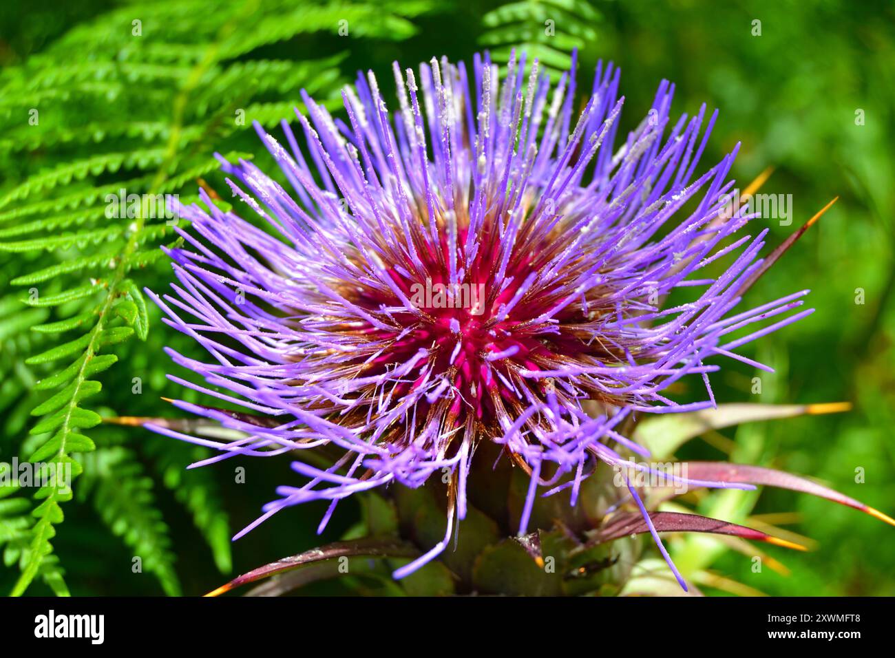 Floramediterranea hi-res stock photography and images - Alamy