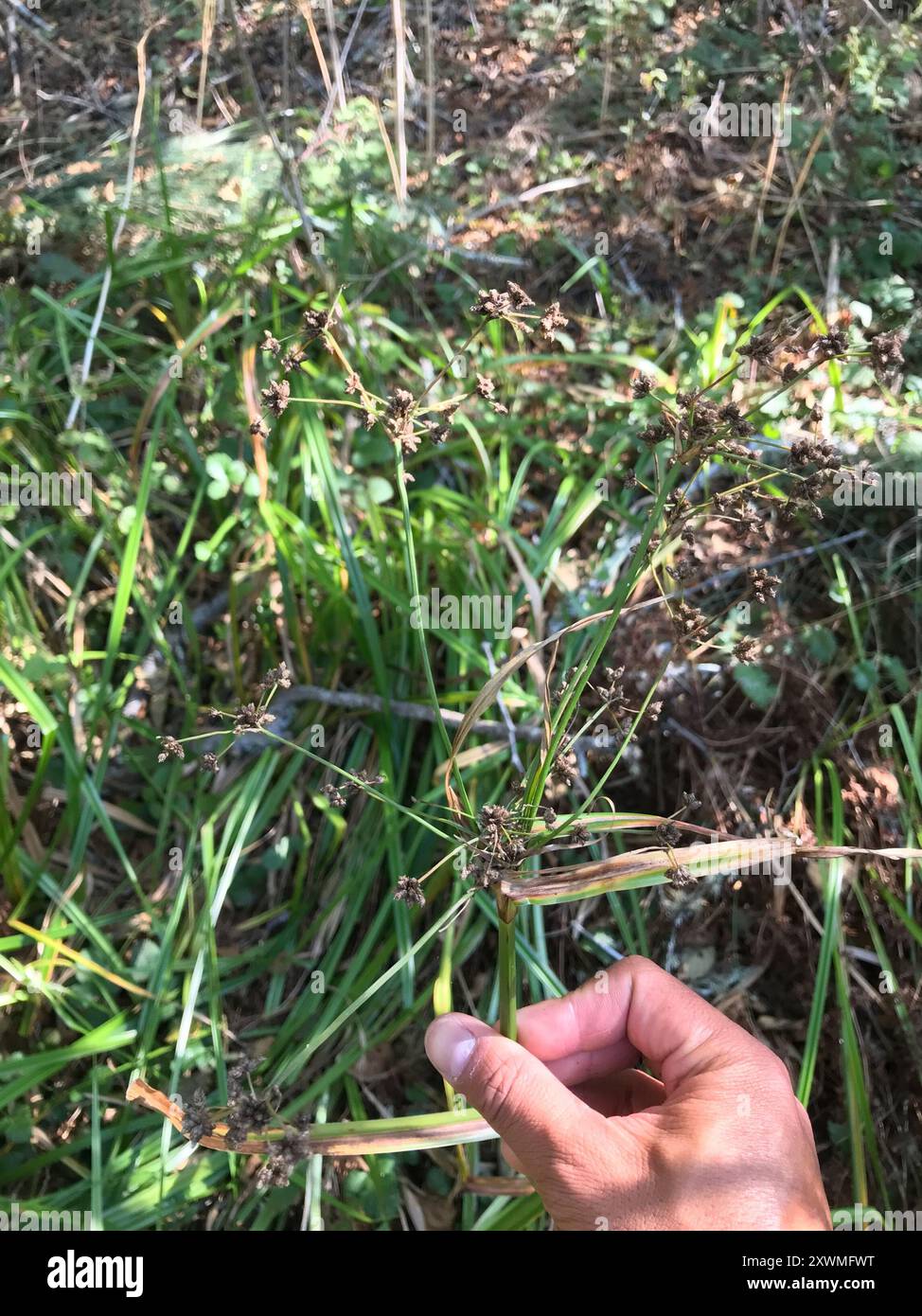 Panicled Bulrush (Scirpus microcarpus) Plantae Stock Photo - Alamy
