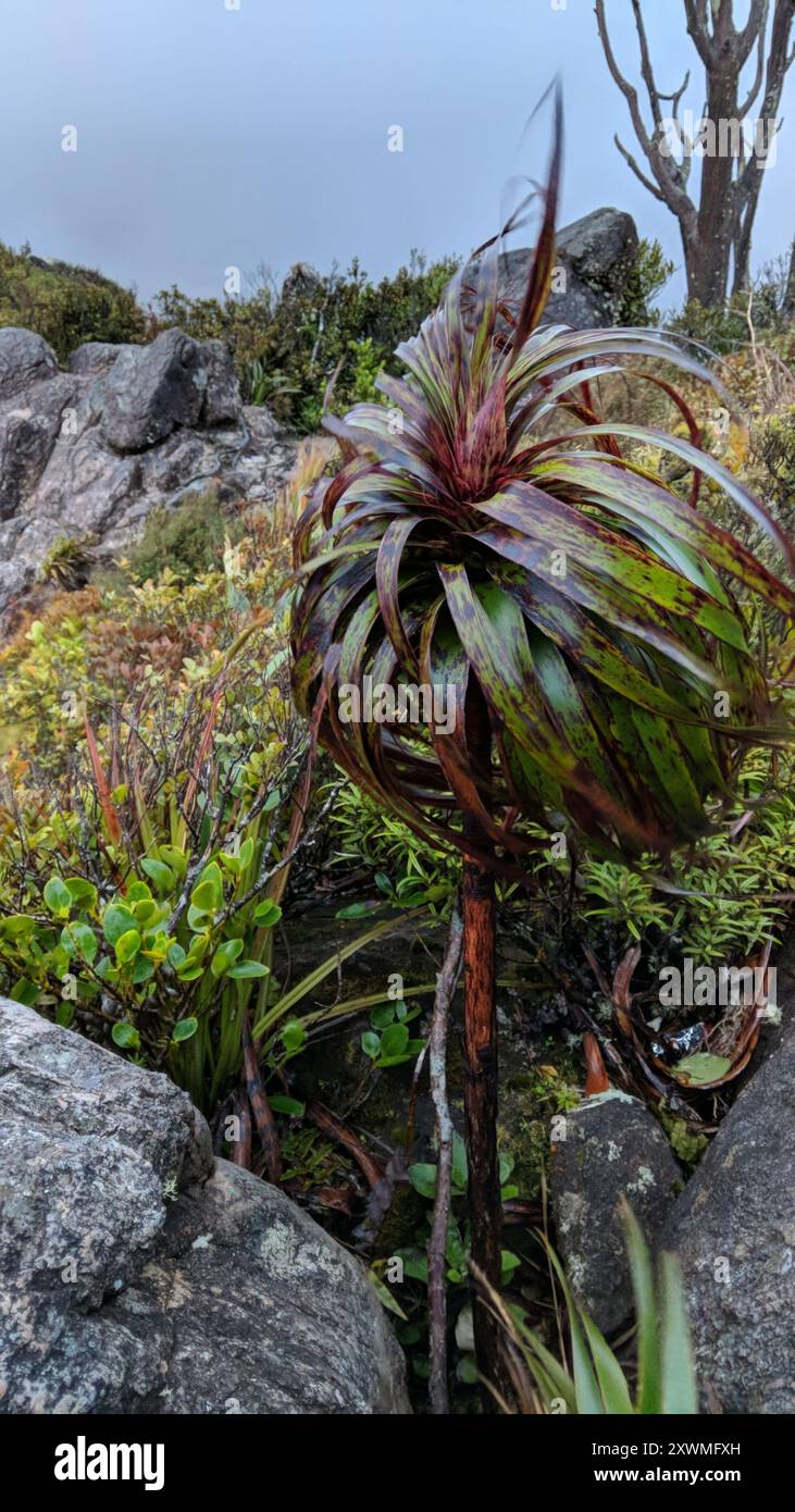 mountain neinei (Dracophyllum traversii) Plantae Stock Photo - Alamy