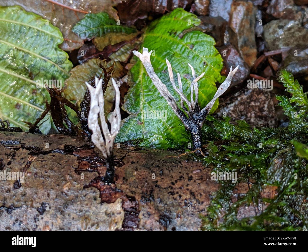 Candlesnuff Fungus (Xylaria hypoxylon) Fungi Stock Photo - Alamy