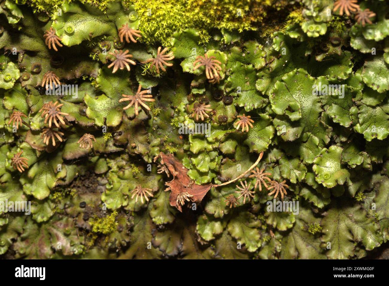 Common Liverwort (Marchantia polymorpha) Plantae Stock Photo - Alamy