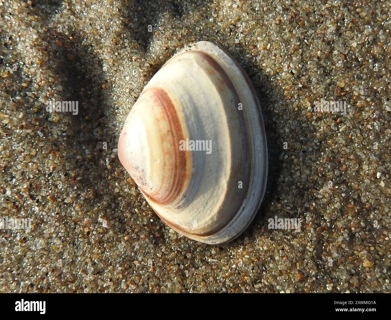Elliptical Trough Shell (Spisula elliptica) Mollusca Stock Photo - Alamy