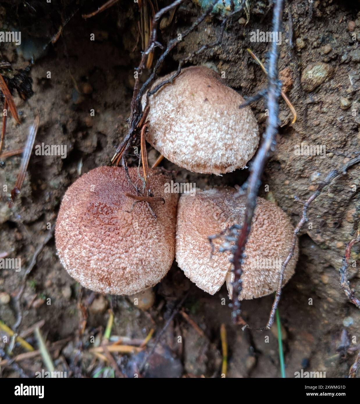 weeping widow (Lacrymaria lacrymabunda) Fungi Stock Photo - Alamy