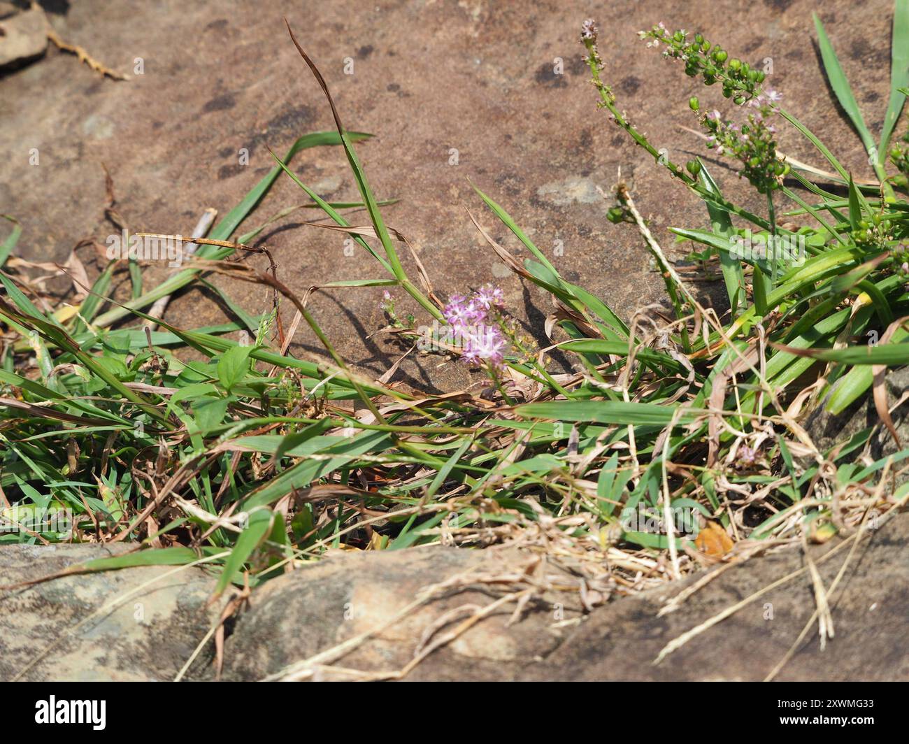 Japanese jacinth (Barnardia japonica) Plantae Stock Photo - Alamy