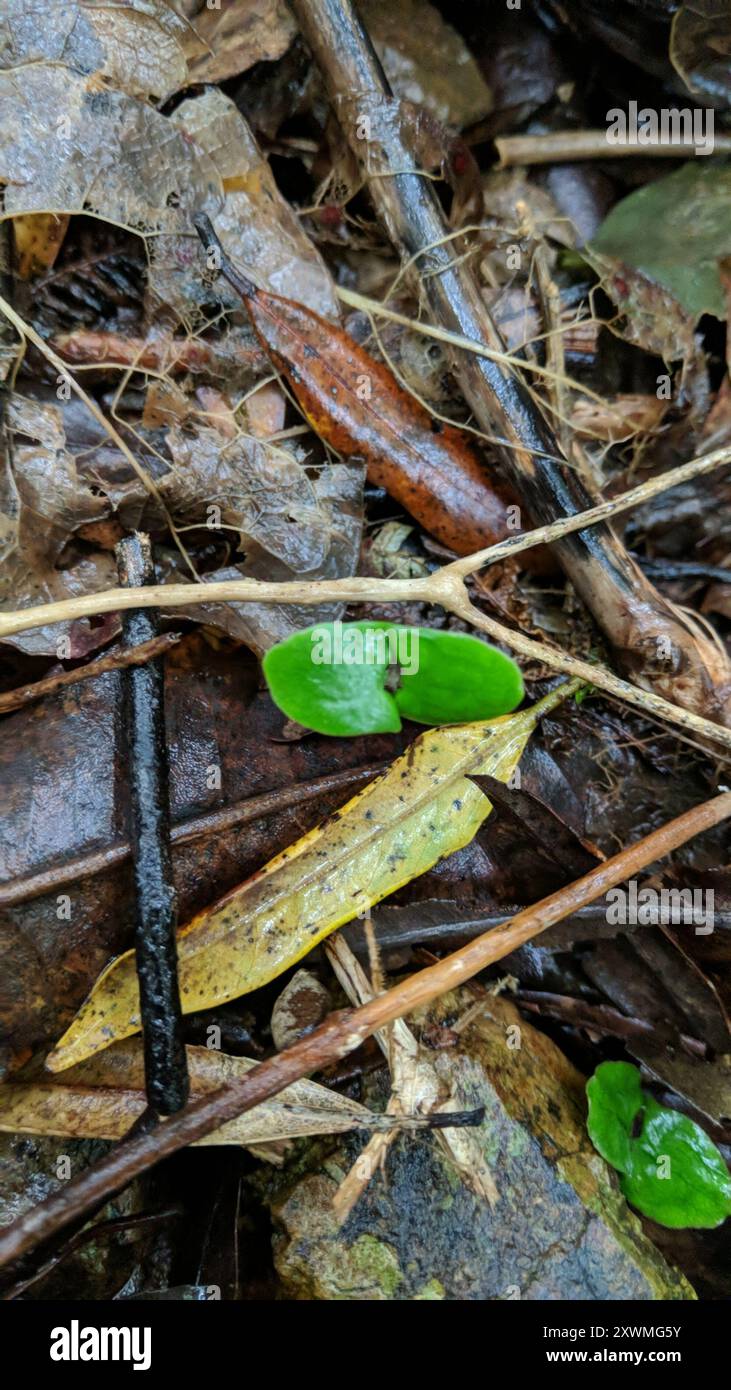 Rewarewa (Knightia excelsa) Plantae Stock Photo - Alamy