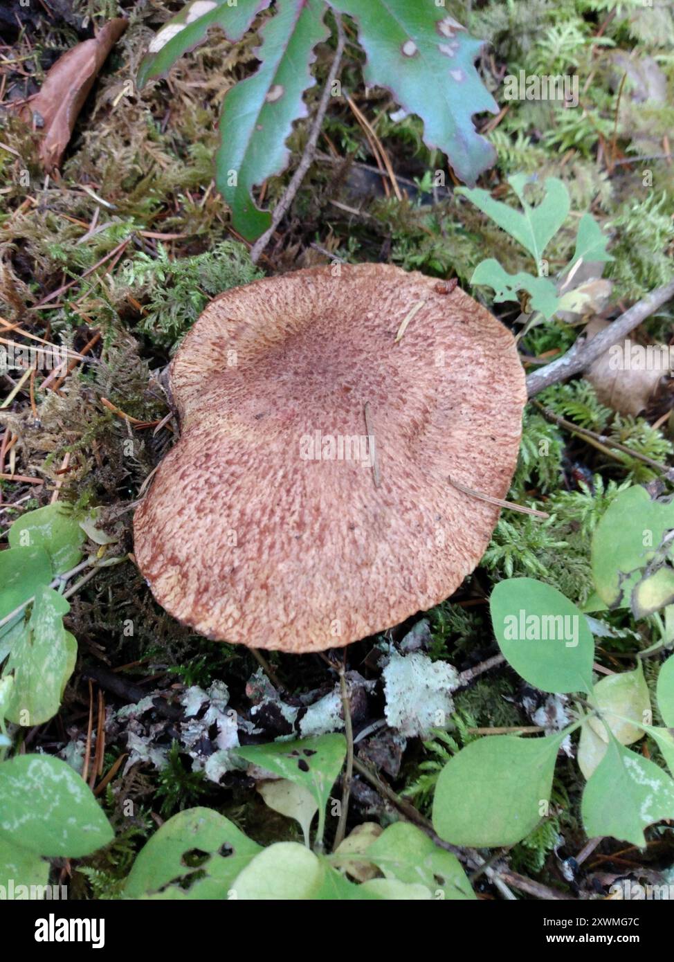 Western Painted Suillus (Suillus lakei) Fungi Stock Photo - Alamy
