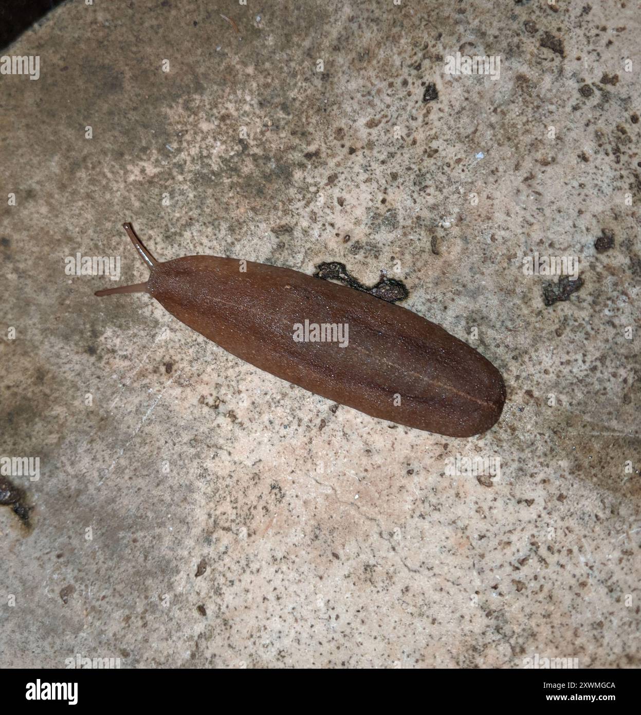 Cuban Leaf Slug (Veronicella cubensis) Mollusca Stock Photo - Alamy
