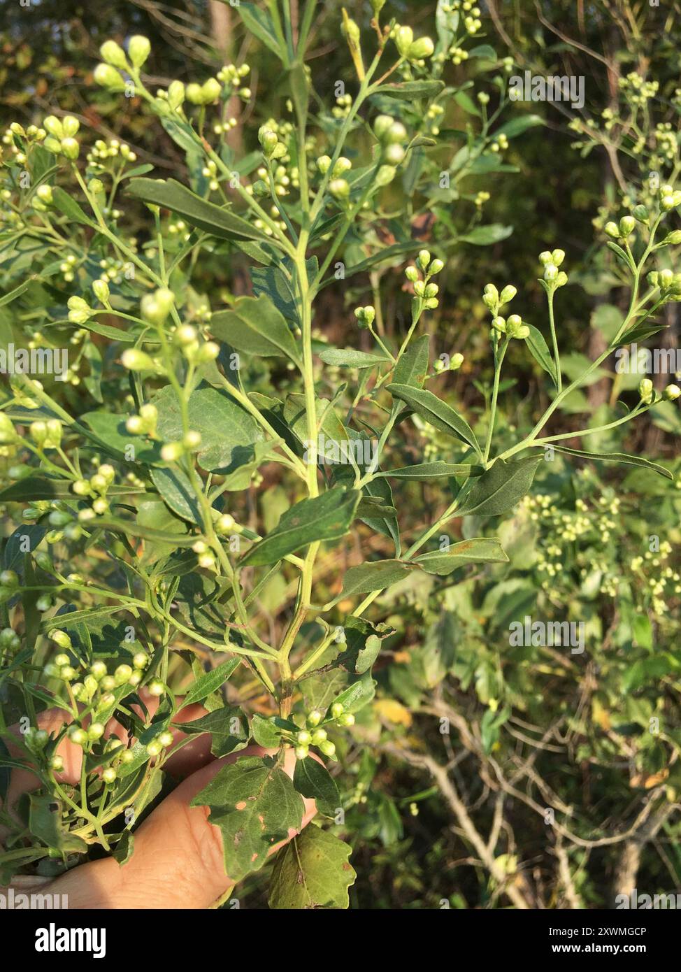 groundsel tree (Baccharis halimifolia) Plantae Stock Photo - Alamy