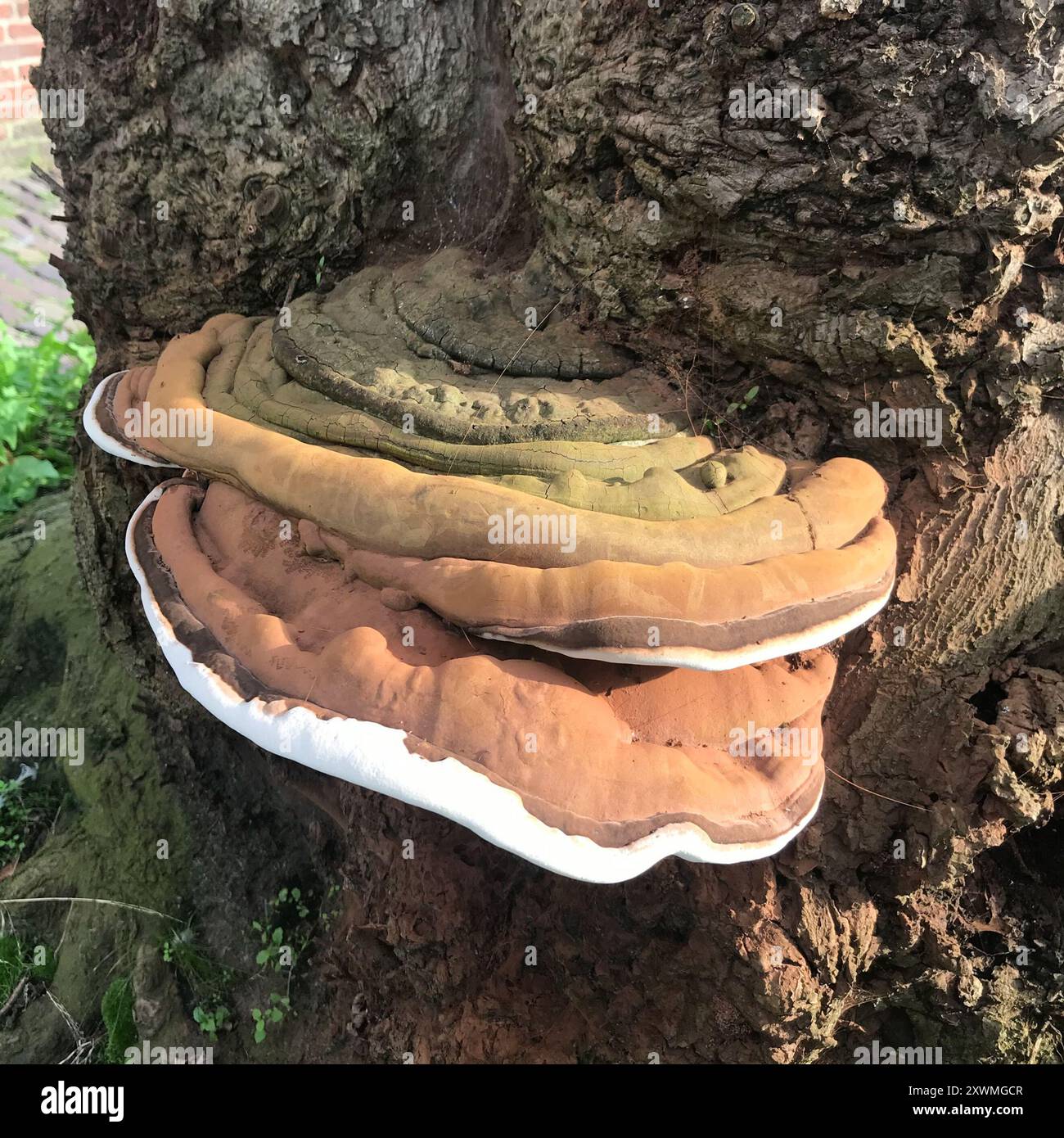 artist's bracket (Ganoderma applanatum) Fungi Stock Photo - Alamy
