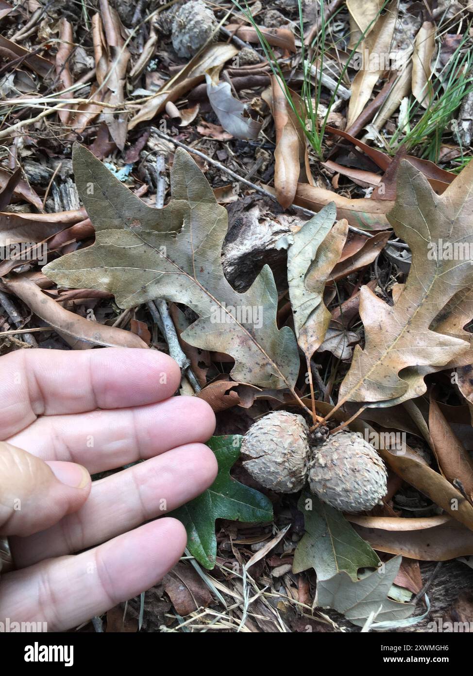 Quercus lyrata hi-res stock photography and images - Alamy