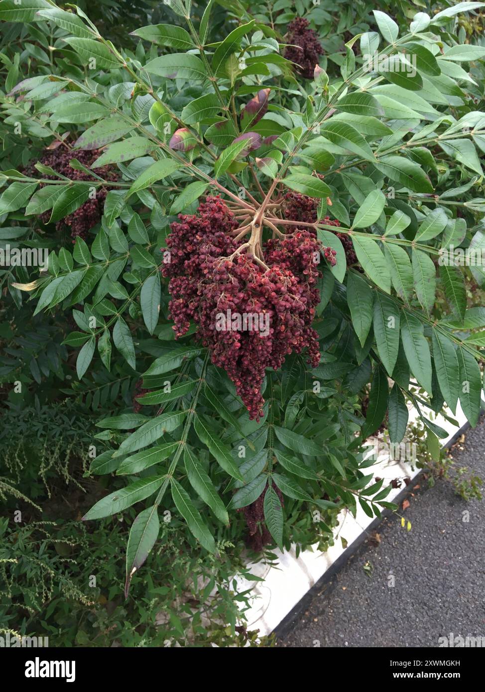 shining sumac (Rhus copallinum) Plantae Stock Photo - Alamy