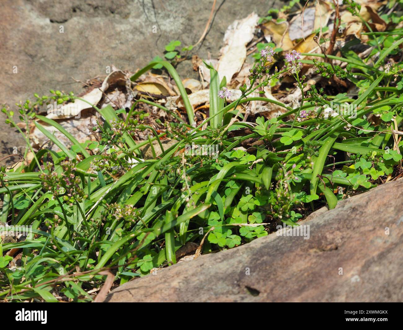 Japanese jacinth (Barnardia japonica) Plantae Stock Photo - Alamy
