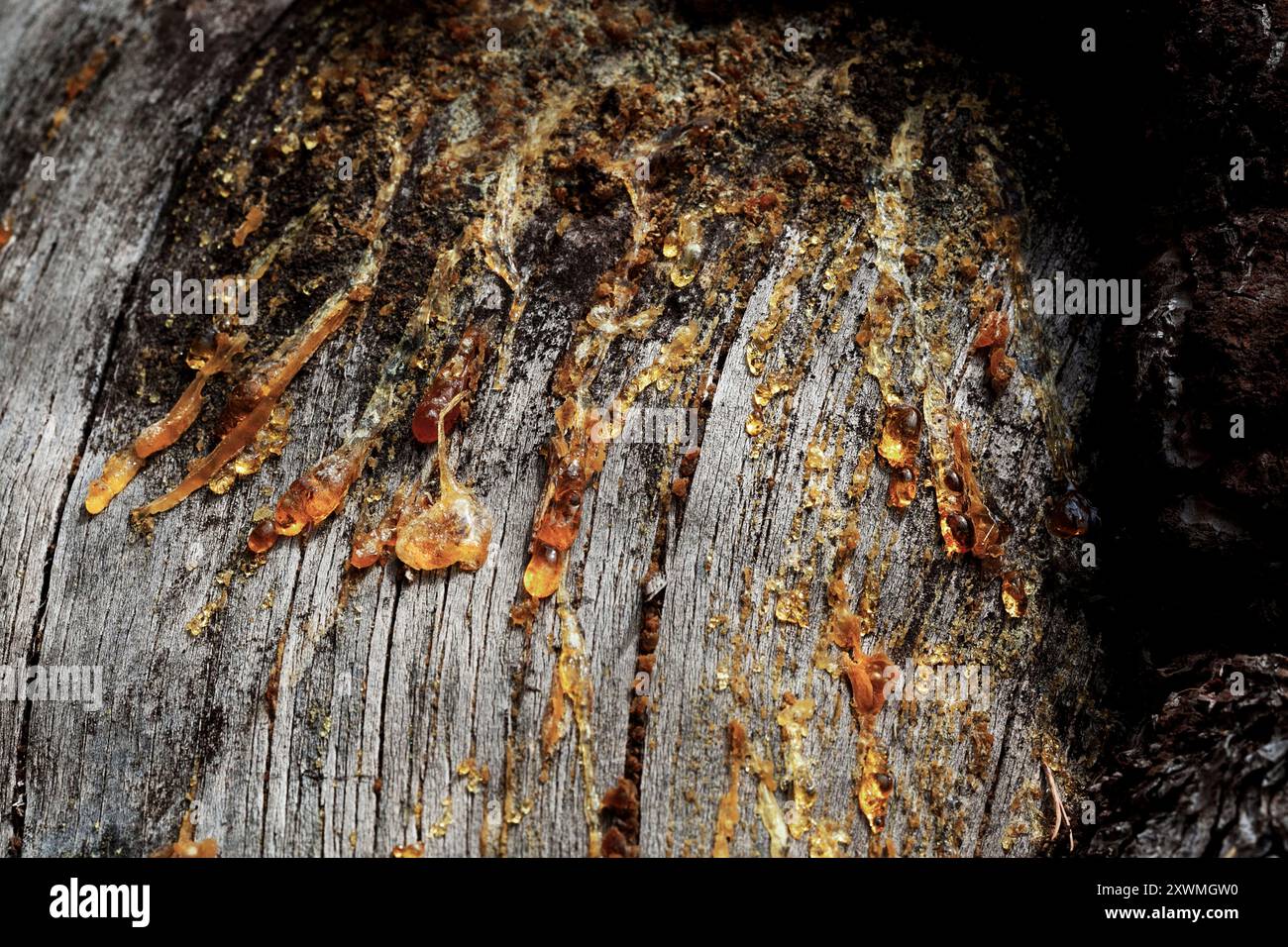 Sticky sap hi-res stock photography and images - Alamy