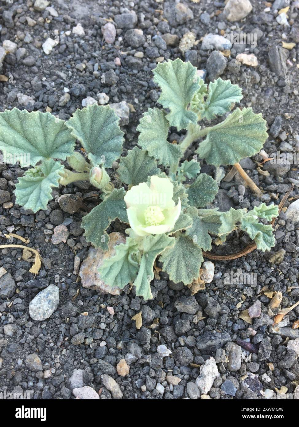 Alkali mallow malvella leprosa hi-res stock photography and images - Alamy