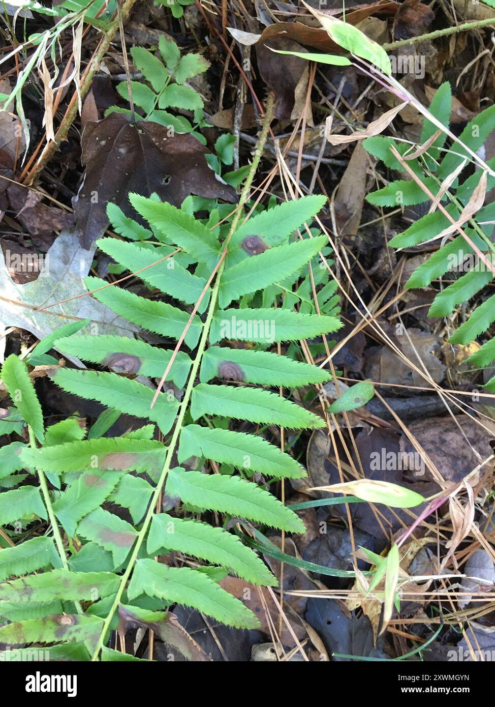 Christmas fern (Polystichum acrostichoides) Plantae Stock Photo - Alamy