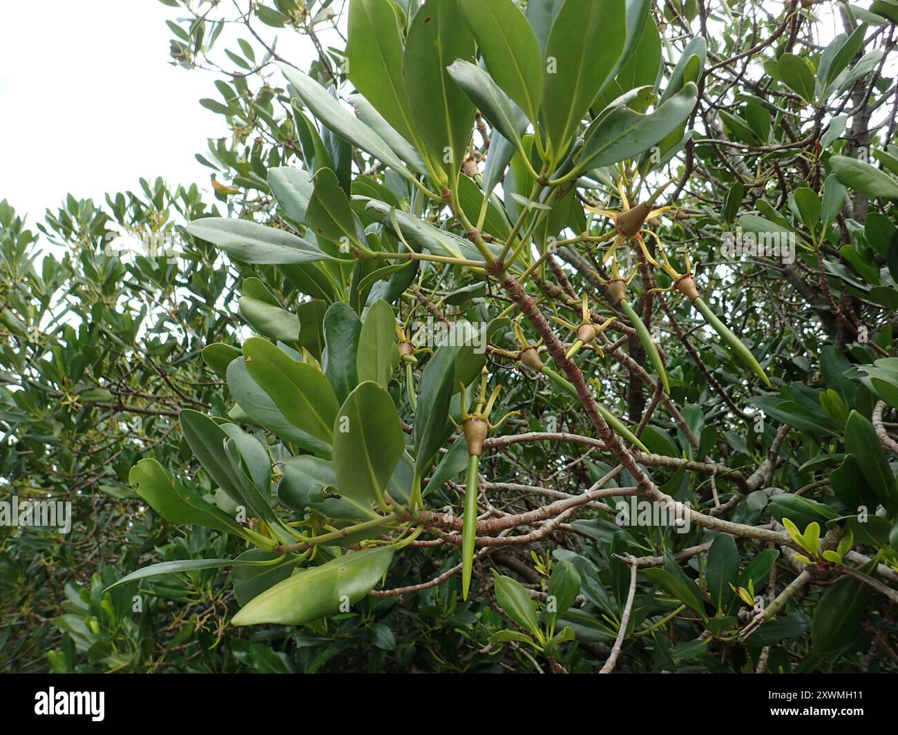 (Kandelia obovata) Plantae Stock Photo - Alamy