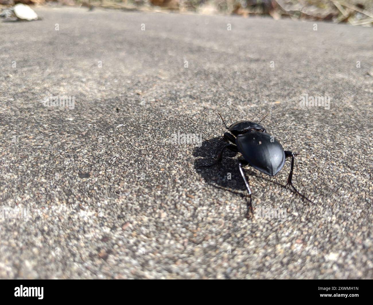 Warrior Beetles (Pasimachus) Insecta Stock Photo - Alamy