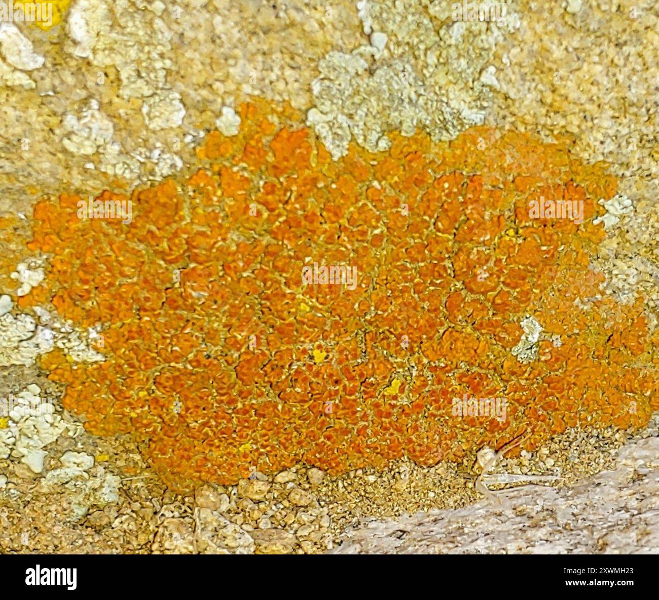 Orange Atoms (Squamulea subsoluta) Fungi Stock Photo - Alamy