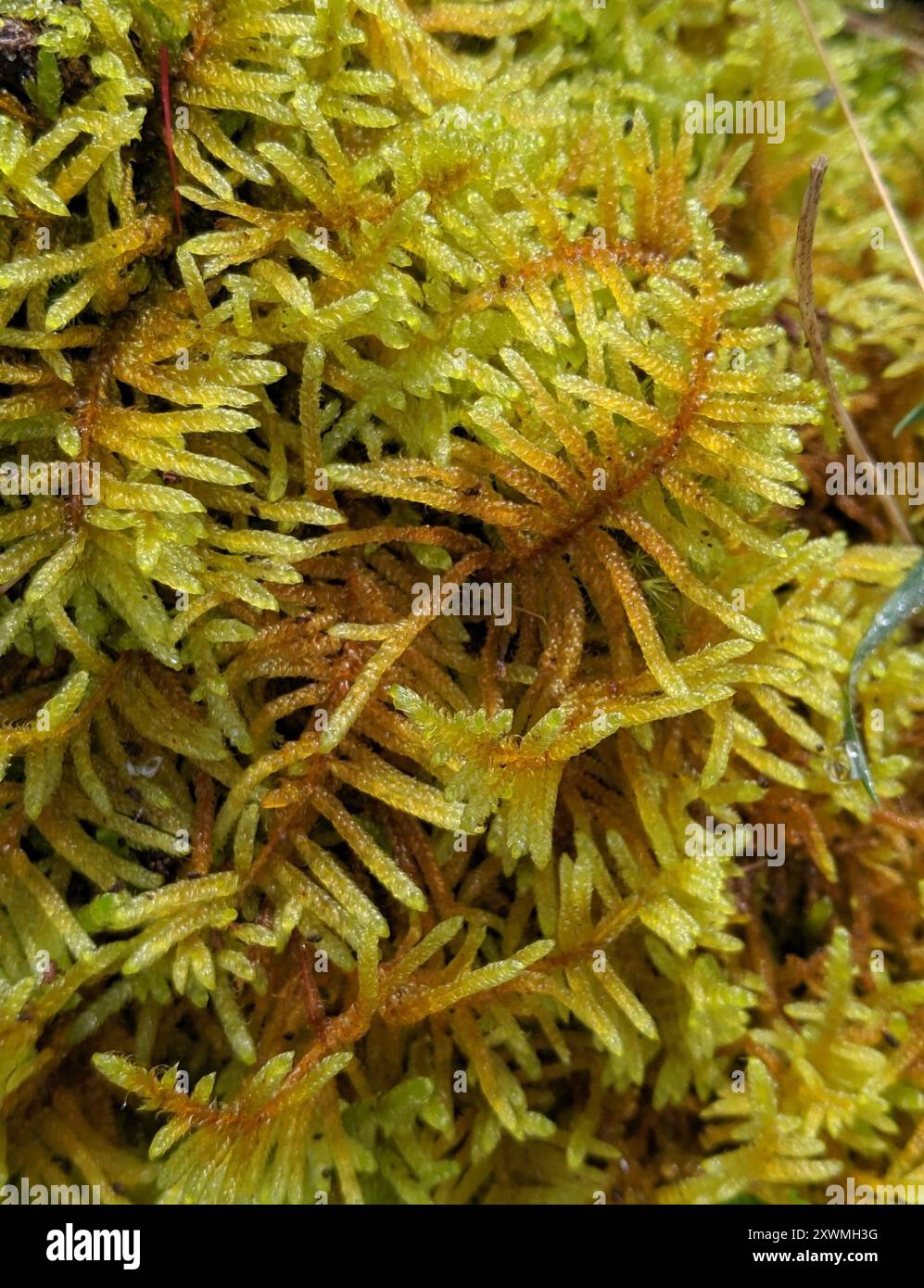 (Hypnum plumaeforme) Plantae Stock Photo - Alamy