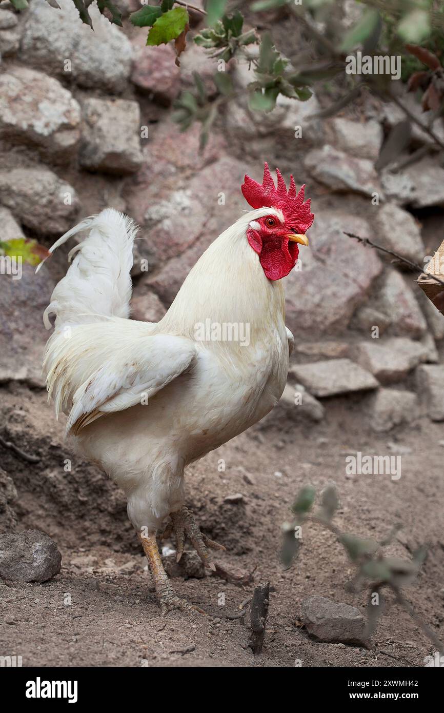 Cockerel by chicken coup hi-res stock photography and images - Alamy