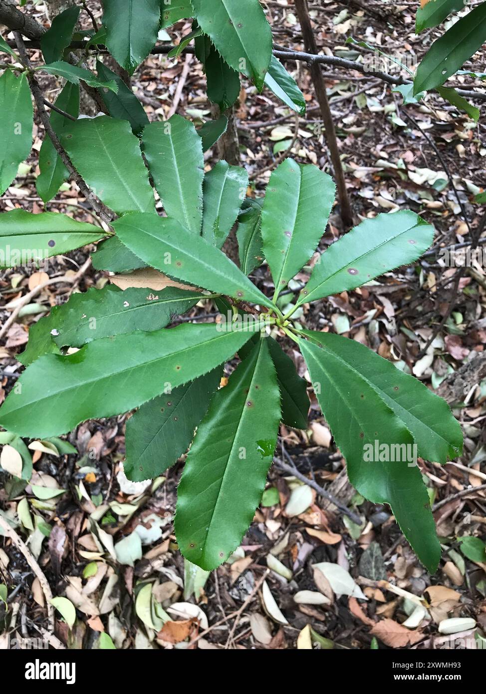 Chinese Photinia (Photinia serratifolia) Plantae Stock Photo - Alamy
